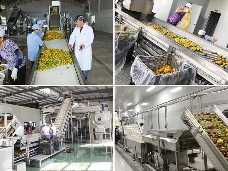 Mango fruit juice production line | mango juice pulp processing machine