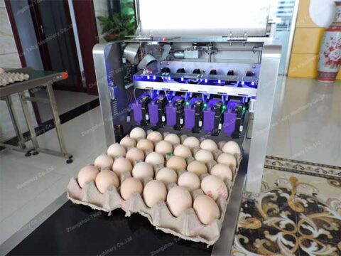 Cheap Egg Printer Machine for Processing Eggs in Bulks